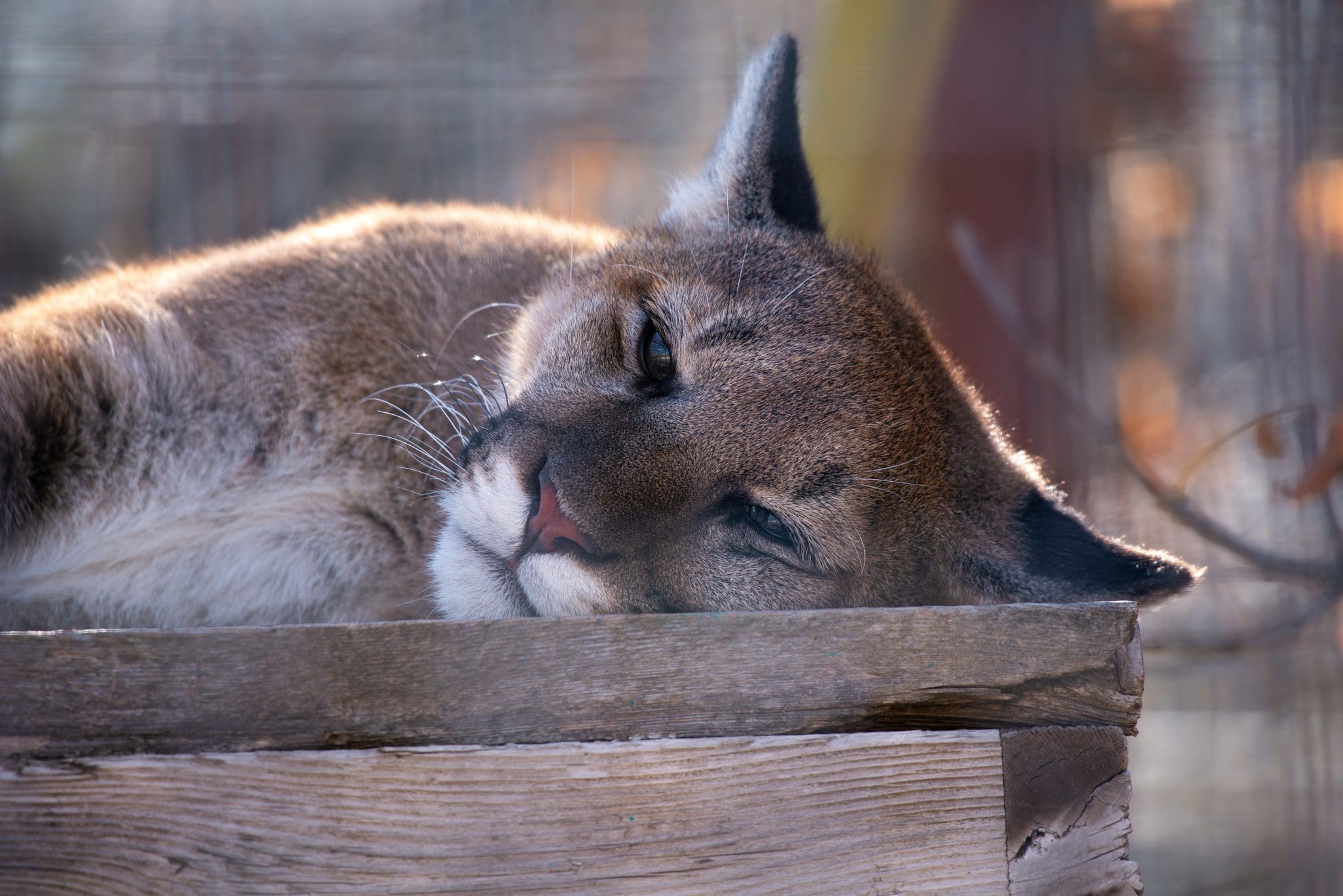 Zoo & Conservation in Scottsbluff, NE | Riverside Discovery Center