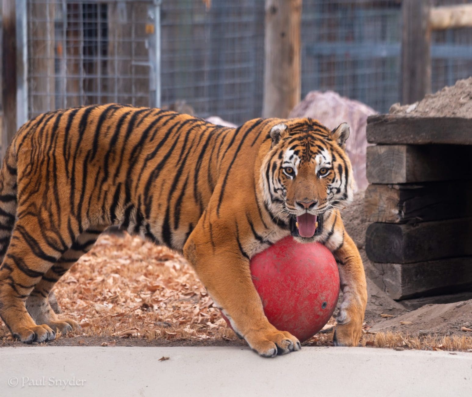 Plan Your Visit to Our Scottsbluff Zoo | Riverside Discovery Center