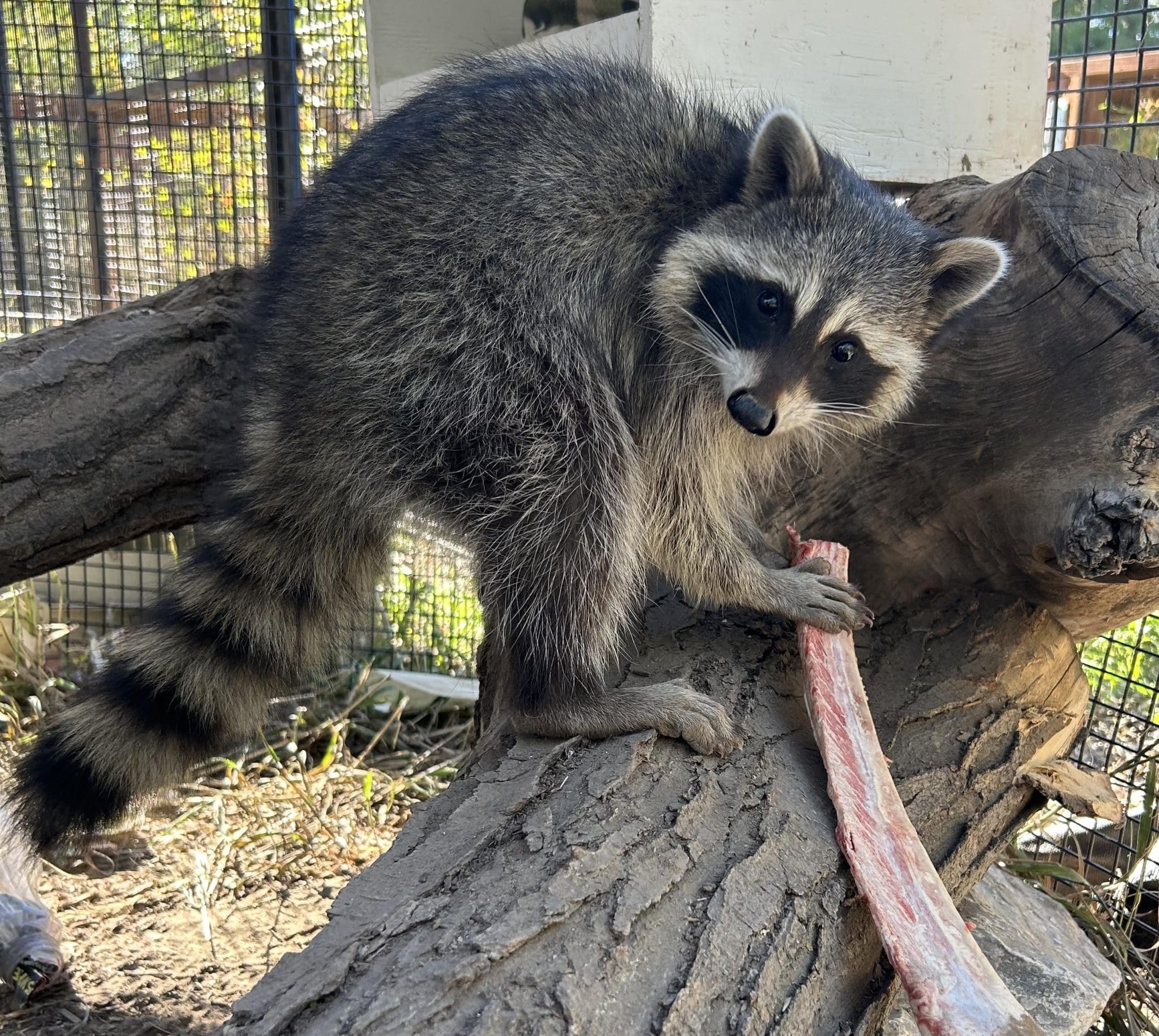 Zoo & Conservation in Scottsbluff, NE | Riverside Discovery Center