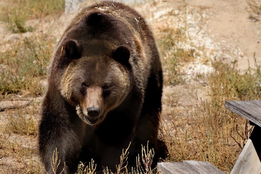 Zoo & Conservation in Scottsbluff, NE | Riverside Discovery Center